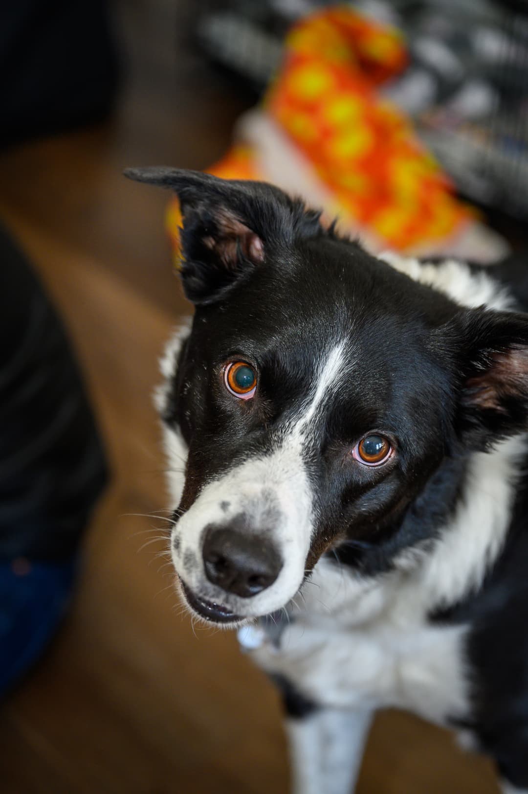 Onward Veterinary Services Inc. | Calgary Mobile Vet Services