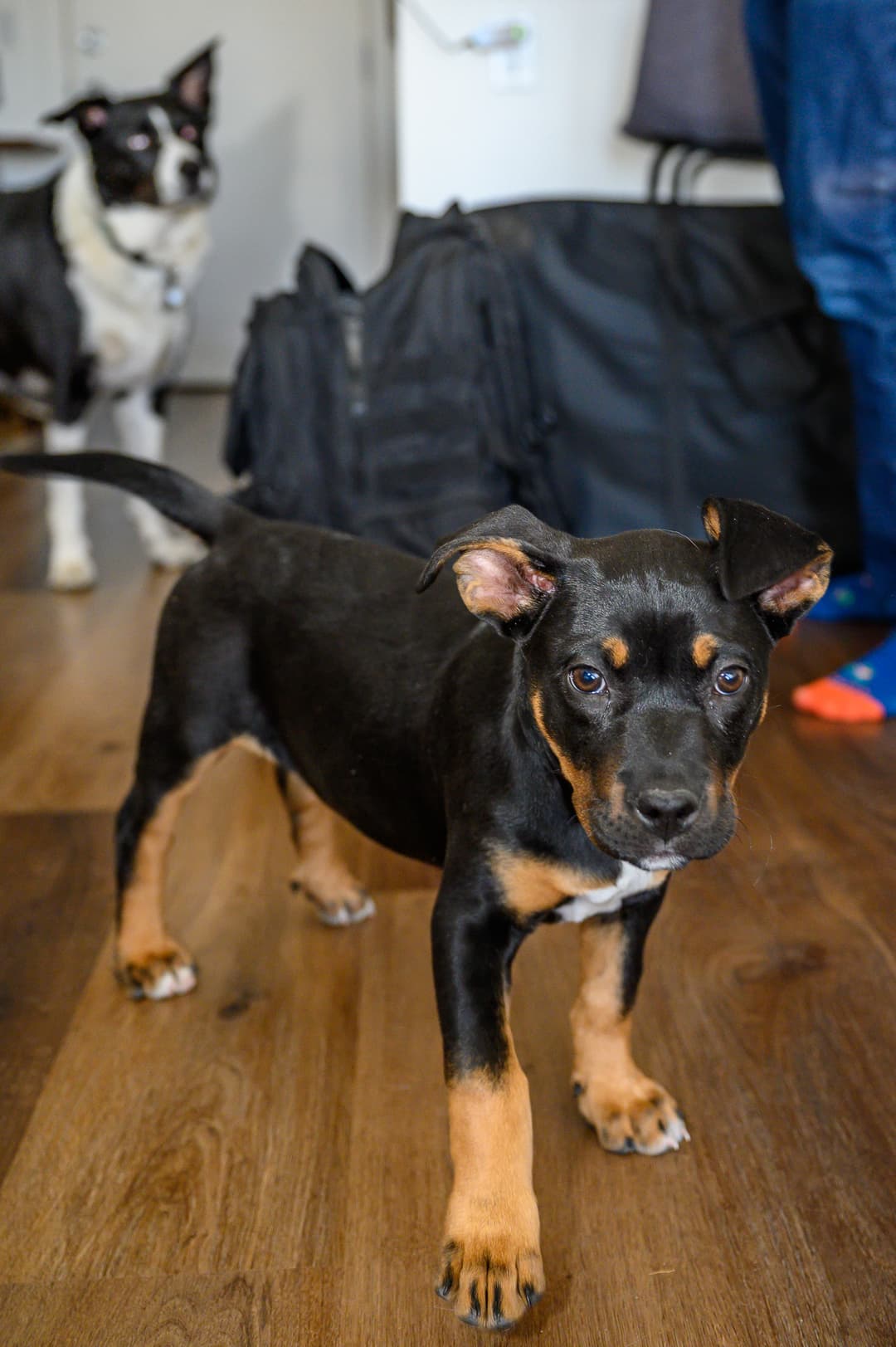 Onward Veterinary Services Inc. | Calgary Mobile Vet Services